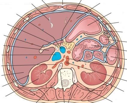 Cross Sectional Anatomy Abdomen 4 Diagram Quizlet