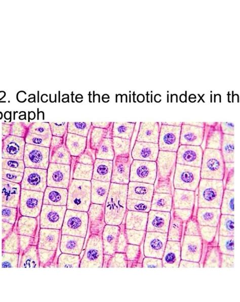 solved 2 calculate the mitotic index in th ograph alis