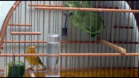 Passarinho Cantando Youtube