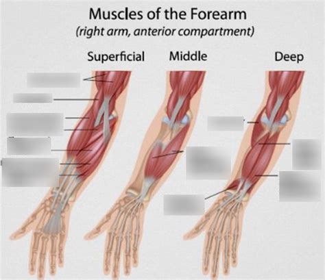 Diagram Of Muscles Of The Forearm Anterior Compartment Quizlet