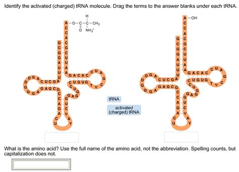 Solved Identify The Activated Charged Trna Molecule Drag