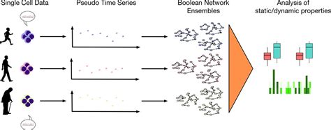 Reconstructing Boolean Network Ensembles From Single Cell Data For Unraveling Dynamics In The