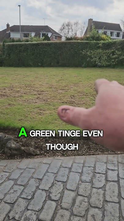 1 Week Later The Thick Thatchy Lawn How Does It Look Youtube