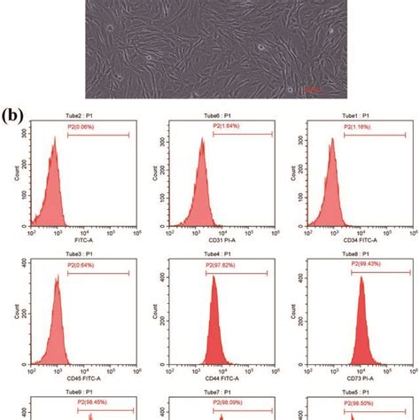 Atomic Force Microscopy Afm Images Showing Three Dimensional