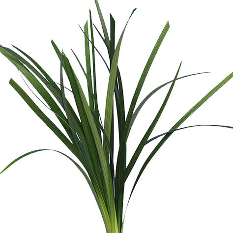 Lily Grass Fresh Grasses Wholesale Grasses On Flower Suppliers