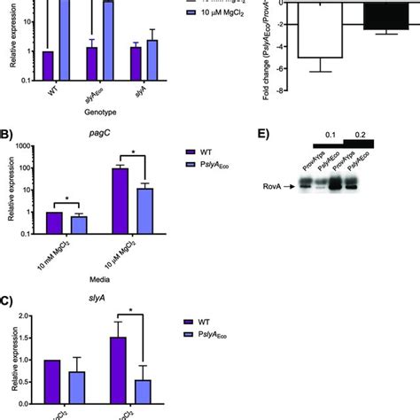 Genetic Linkage And Cis Regulatory Evolution Of Slya In Download