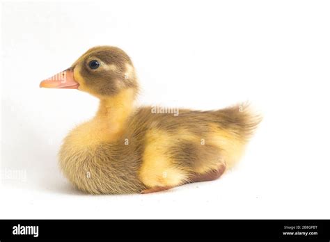 Cute Duckling Indian Runner Duck Isolated On A White Background
