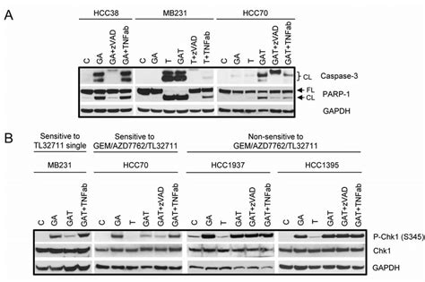 Response Of Apoptosis Markers And Cell Cycle Proteins In Download
