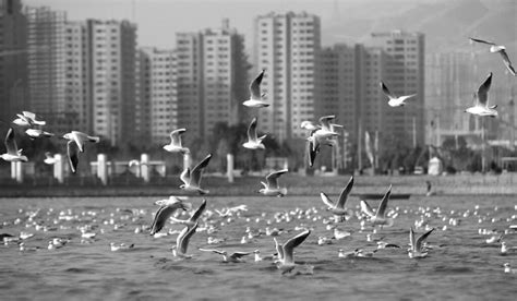 تصاویر دریاچه شهدای خلیج فارس با کاکایی‌ها سفیدپوش شد همشهری آنلاین