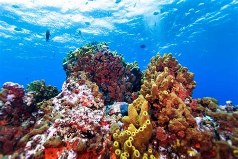 Best Diving Sites In Saba Caribbean Scuba Dive Reviews By Divezone