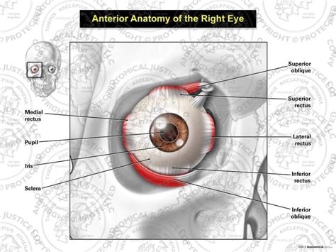 Eyeball Drawing Anatomy