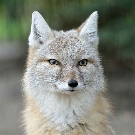 Corsac Fox Pet