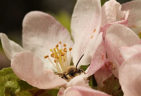 Brigit Strawbridge Why Bees Need Trees