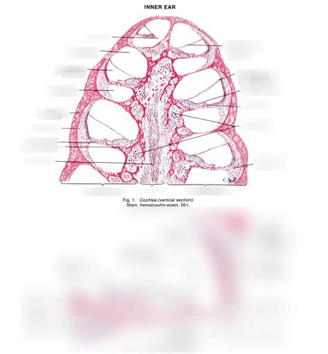 Inner Ear Pt 1 Diagram Quizlet