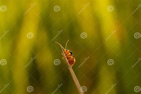 A Close Up Of An Orange Beetle Against A Green Background Stock Image