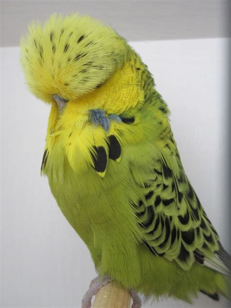 Opaline Budgerigar Budgie Budgies Bcsa
