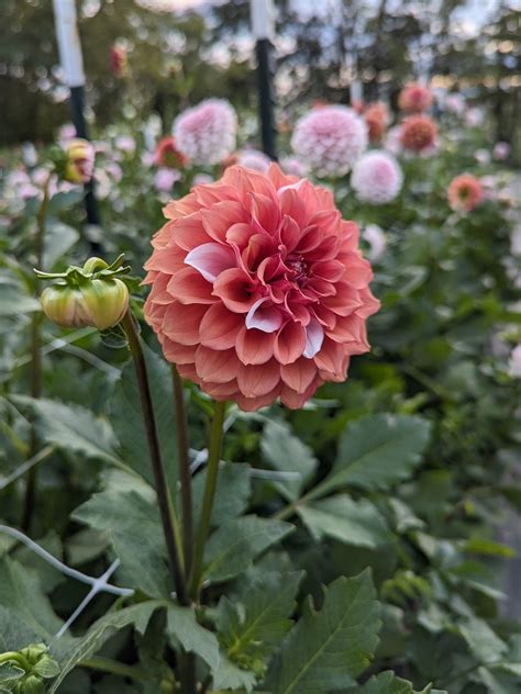 Coseytown™ Bermuda Pink Garden Flower Dahlia Tubers Coseytown Flowers