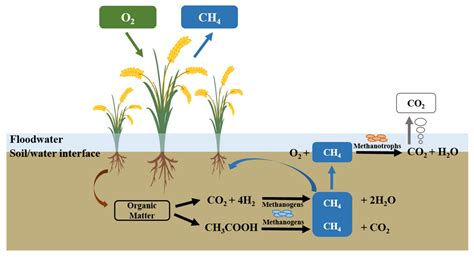 Effects Of Water And Fertilizer Management Practices On Methane