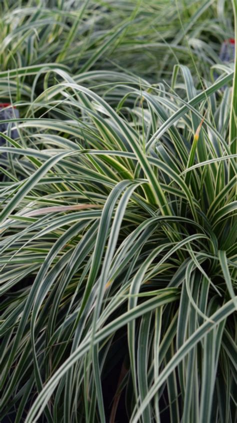 Carex Oshimensis Evercream Japanese Sedge Grass Evergreen Variegated 17 Cm Pot Broadway Road