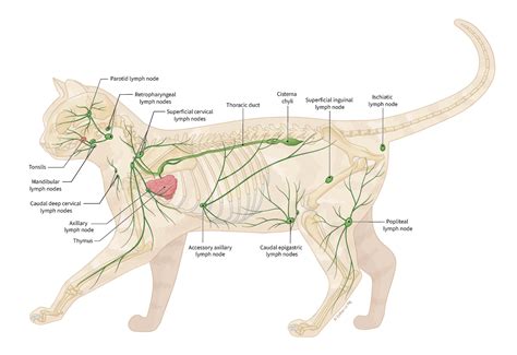 Canine Lymphatic System Diagram Lymphoma In Dogs Canine Lymphoma