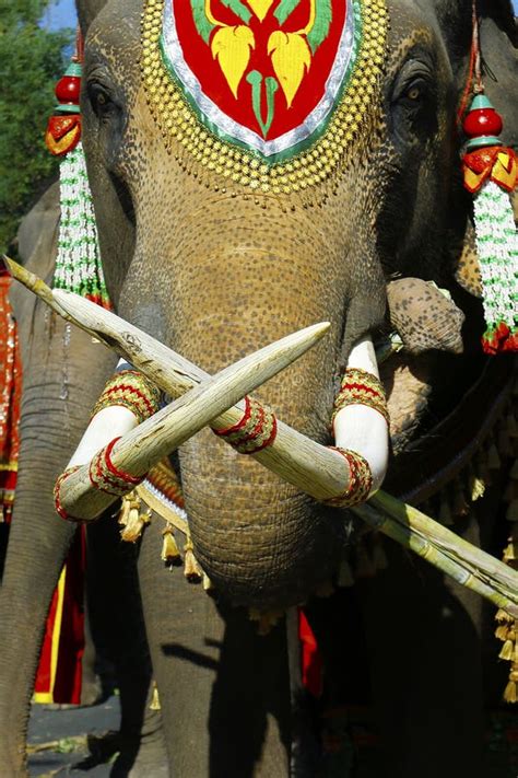 Close Up Of Ivory Tusk Of Asian Elephant Stock Image Image Of Head
