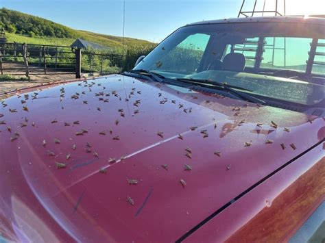 How To Monitor Grasshopper Numbers In Nebraska Unl Beef Posted On The Topic Linkedin