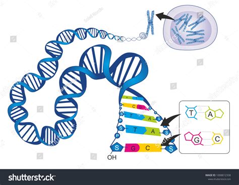 Schematic Illustration Shows Structure Double Stranded Stock