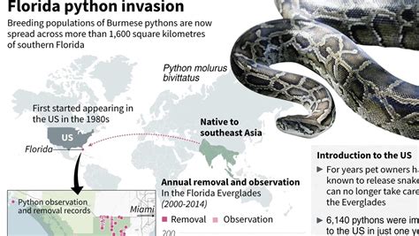 Floridas Fight Against Invasive Burmese Pythons