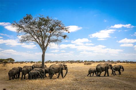 Tanzania Exploring Magical Tarangire National Park