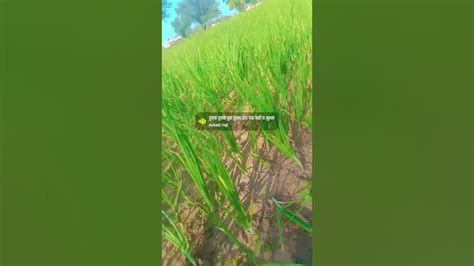 Pyaj Ka Khet Youtube