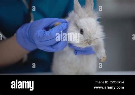 Vet Examining Bunny Foot For Injury Searching Ulcers Pododermatitis