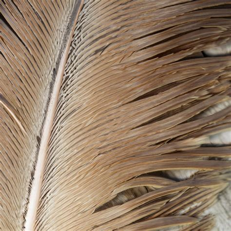Premium Ai Image Feather Texture