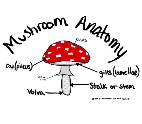 Anatomy Of A Mushroom Mushroom Anatomy Metal Print For Sale By