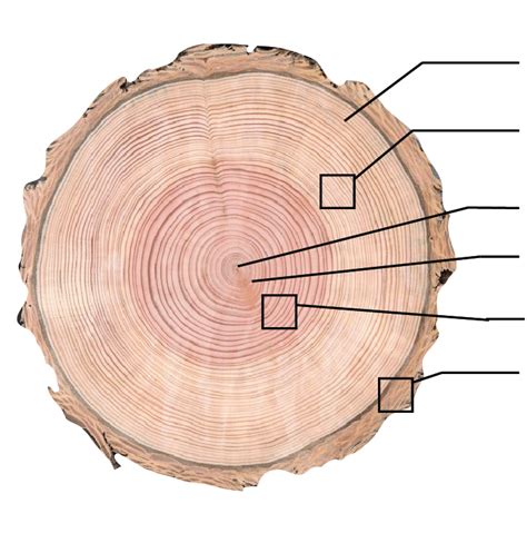 Force Experiments With Douglas Fir Wood