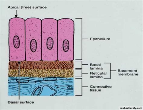 Basal Lamina Histology
