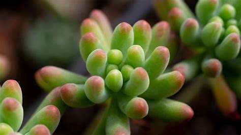 Jelly Bean Plant