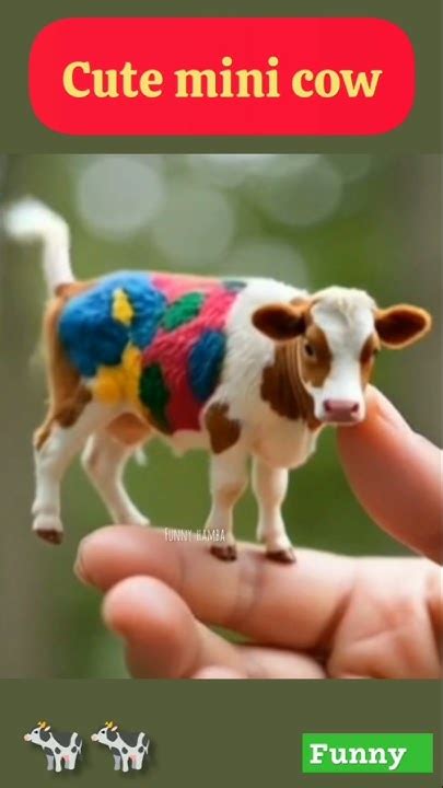 Hamba Cartoon Shorts Cow Viral Youtube