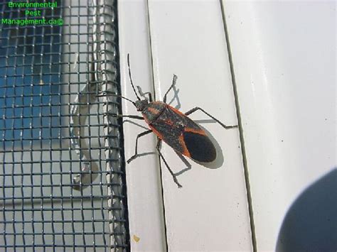 Box Elder Bug Environmental Pest Management