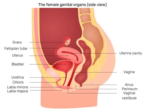 Female Body Anatomy External