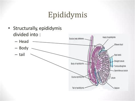 Male Reproductive System Pdf