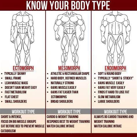 Know Your Body Type Ectomorph Mesomorph Endomorph Athletic Abs