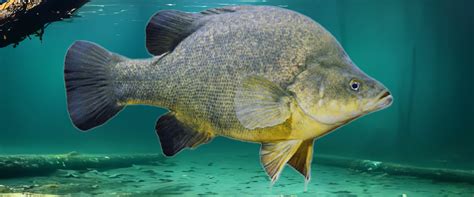 Yellowbelly Lures Australia Vibes Plastics And Spinnerbaits