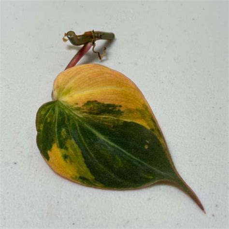Rare Variegated Philodendron Mican Aurea Leaf Cutting Collectors