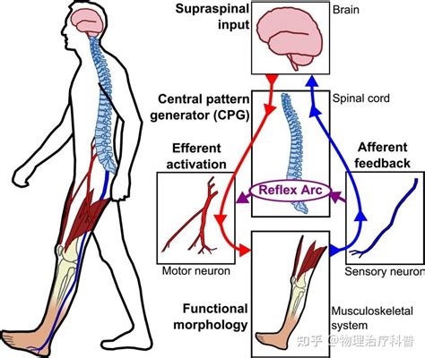 感觉运动控制（sensorimotor Control） 知乎
