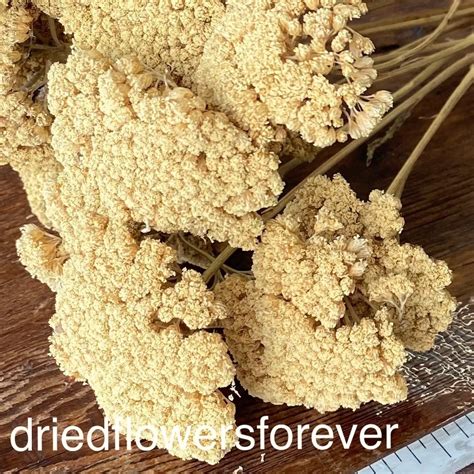 Yarrow Achillea Dried Flowers Forever Diy