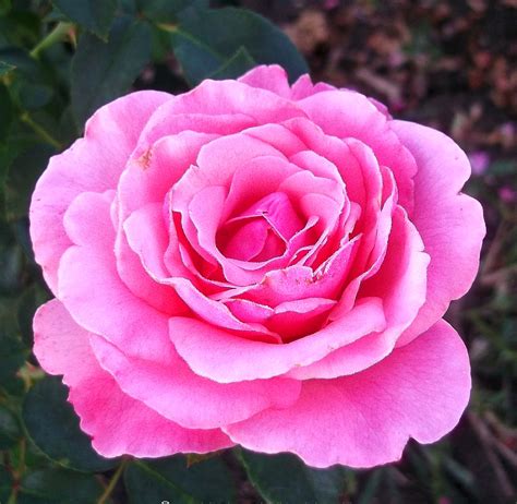 Rose Diane De Ribes Buy Rose Diane De Ribes Rosa Diane De Ribes