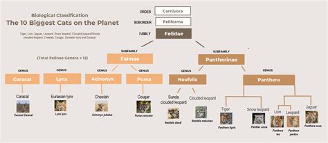 Cat Taxonomy Classification Scientific Classification Of Animals