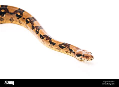 Selective Focus Of Python On White Background With Copy Space Stock