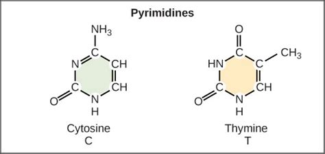 Dna Composition And Structure Biomed Guide