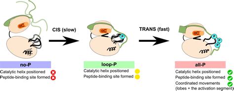 Catalytic Enzyme Cycle